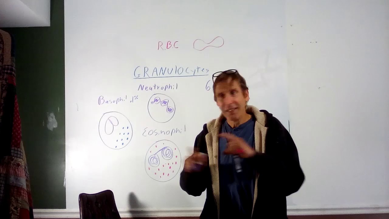 Blood cell identification Lab #1 - YouTube
