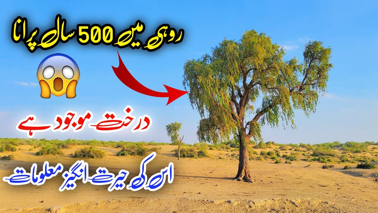 Desert Rohi Cholistan Me 500 Saal Purana Tree 🌳 - YouTube