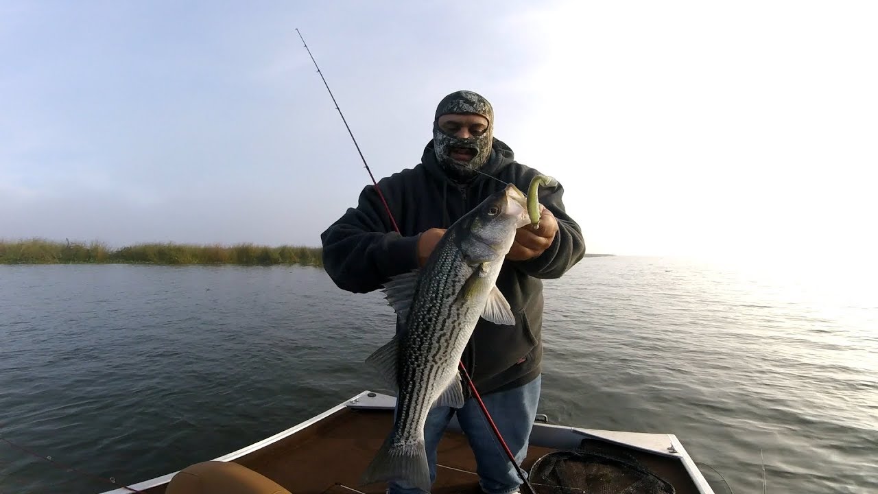 CA DELTA FISHING FRANKS TRACT FOR STRIPED BASS USING SWIMBAITS #KEITECH ...