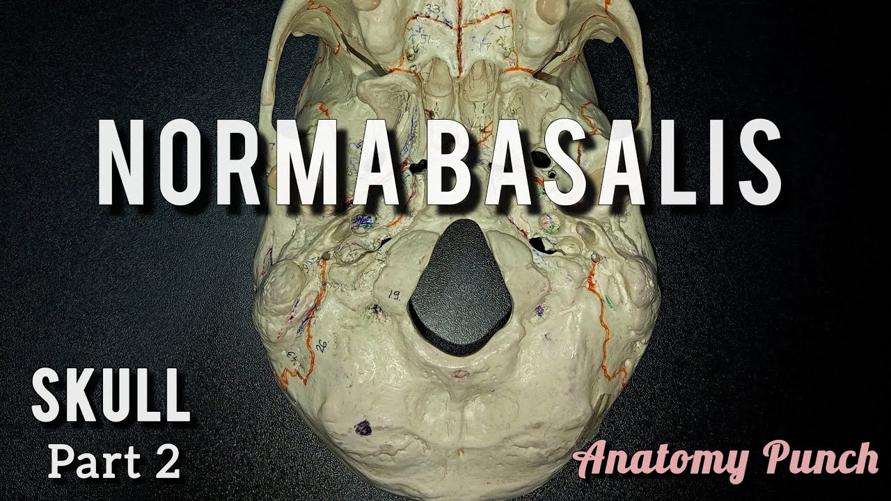 Skull: Norma Basalis - YouTube