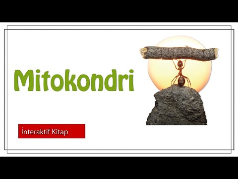 Mitokondri #sayfa62