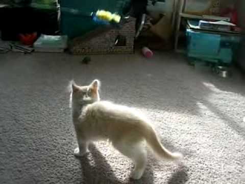 Cute Kitten Doing Backflips - YouTube