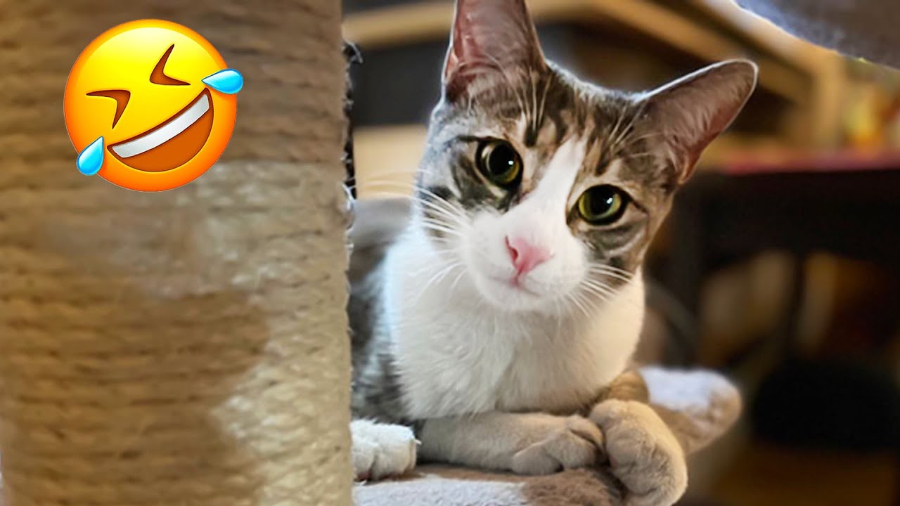 -1 Cat Live! - YouTube