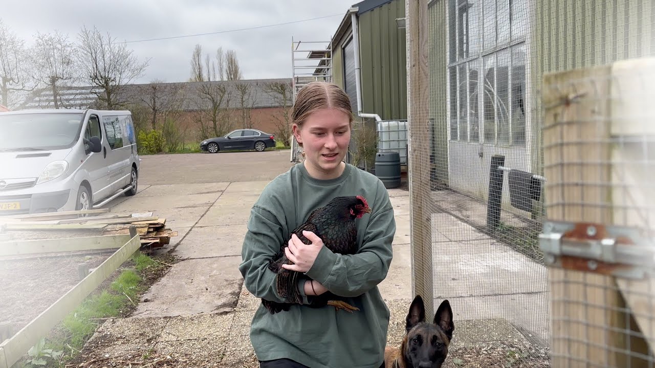 DODE RAT EN KIP ONTSNAPT -84 - YouTube