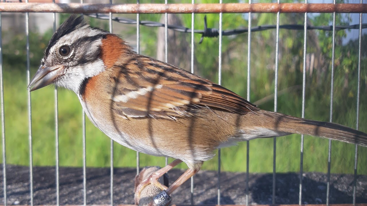 Melhor ENCARTE para FILHOTES de tico tico/ CANTO Jesus meu Deus! - YouTube