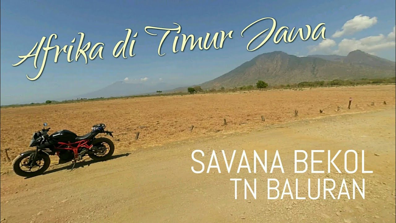 Savana Bekol Baluran National Park || Afrika di Timur Jawa - YouTube