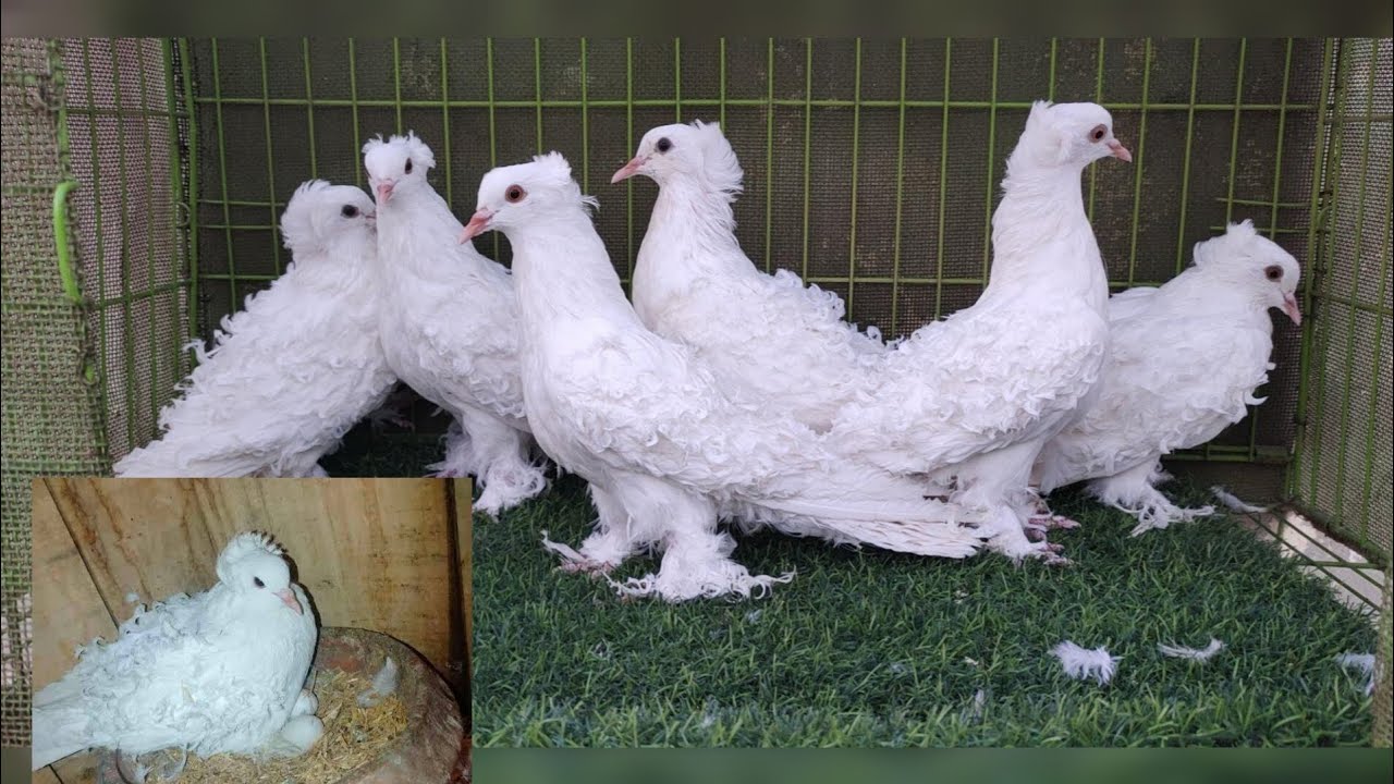 Frill back pigeon fancy pigeon chicks Breeds /Pigeon breeds Fancy ...
