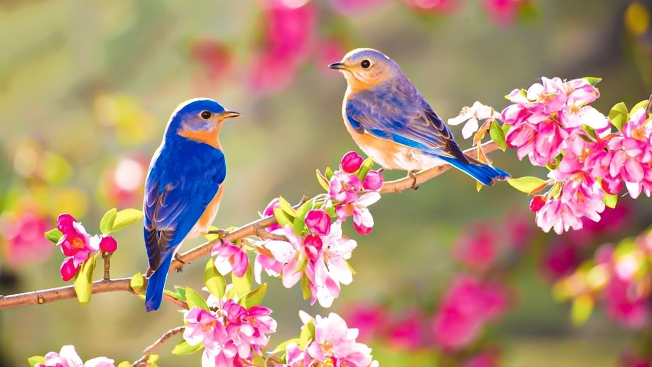 Music To Calm The Mind And Stop Thinking Relaxing Music To Reduce music-to-calm-the-mind-and-stop-thinking-relaxing-music-to-reduce