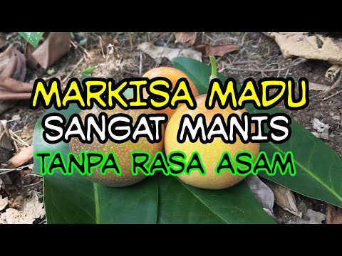 MARKISA MADU SANGAT MANIS TANPA SEDIKITPUN RASA ASAM