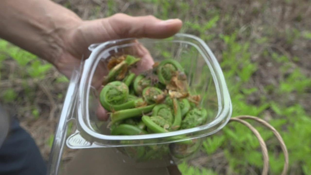 Maine's fiddlehead season is back with big prices - YouTube