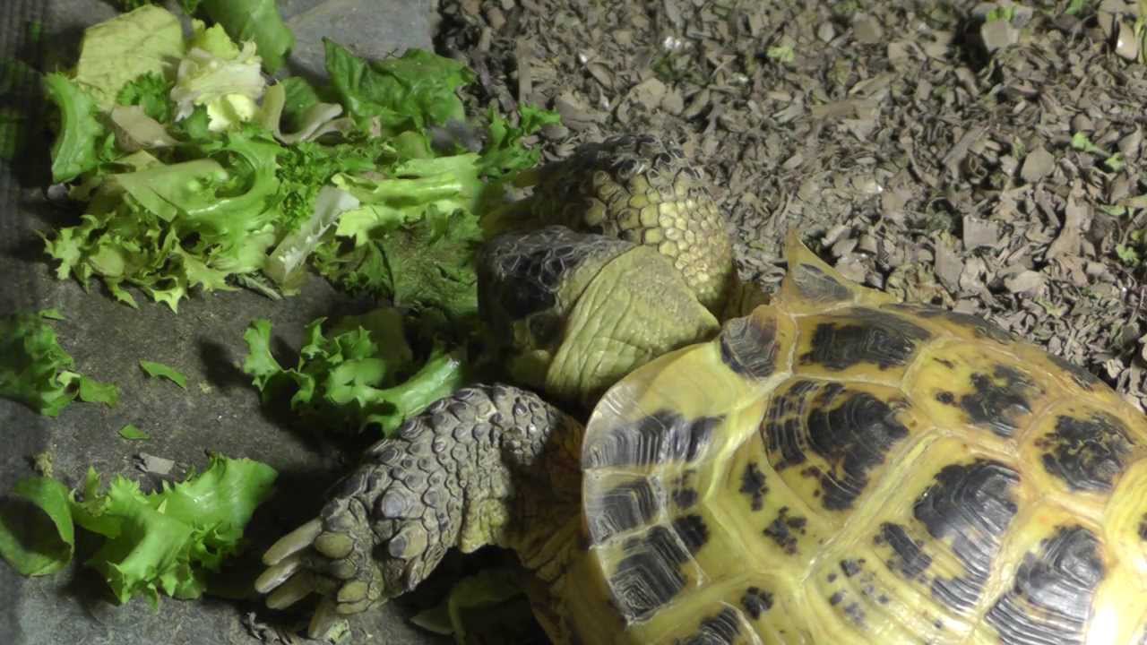 The Russian Tortoise Diet - The Life of Tortoise Bruno - YouTube