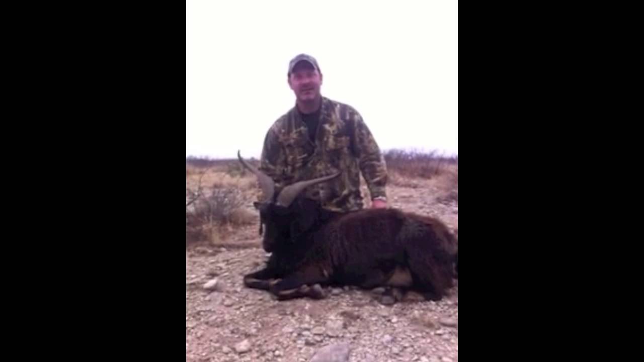 South Texas Wild Goat Hunt | Double T Outfitters - YouTube