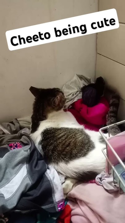 cheeto #cat - YouTube