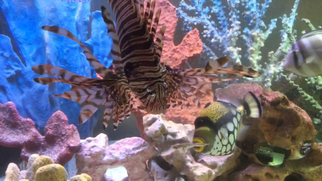 Lionfish steals a meal from clown trigger - YouTube