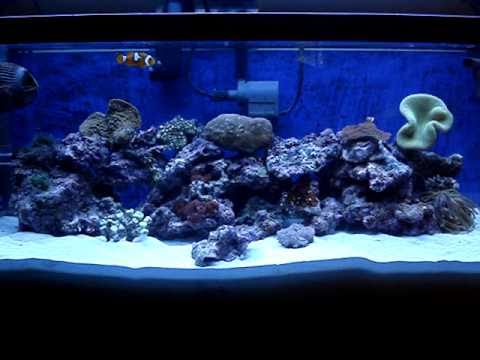 DIY 30g Nano Reef Aquarium Setup Week 4 - YouTube