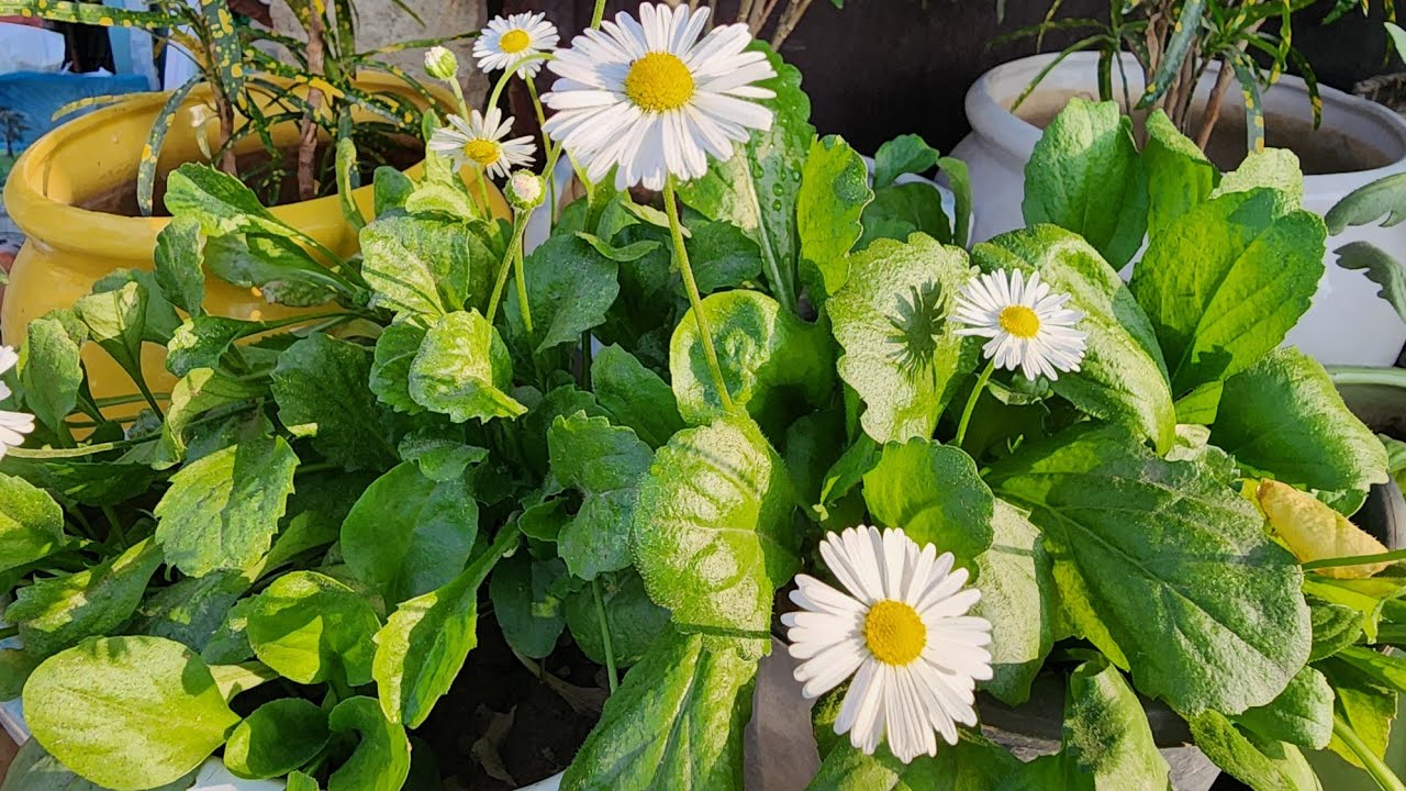 Priya Tomar is live - YouTube