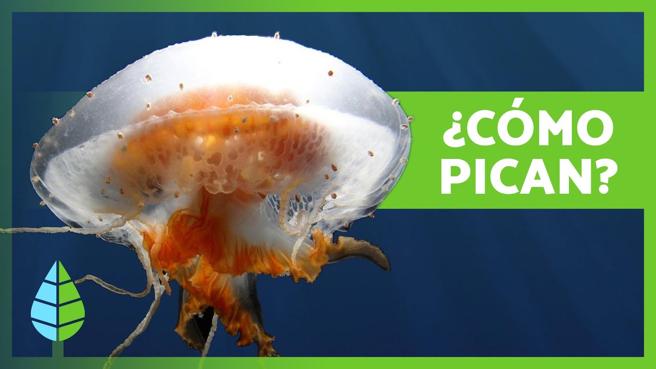 ¿Cómo PICAN las MEDUSAS? 🪼 | ¿Cómo tratar una PICADURA de MEDUSA? - YouTube