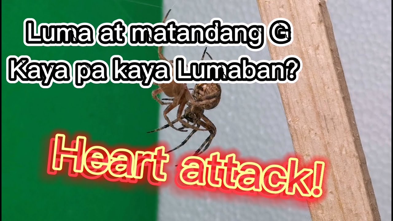 Gagamba Pang Derby | Luma At Matanda na Kaya pa ba? [ Fight Highlights ...