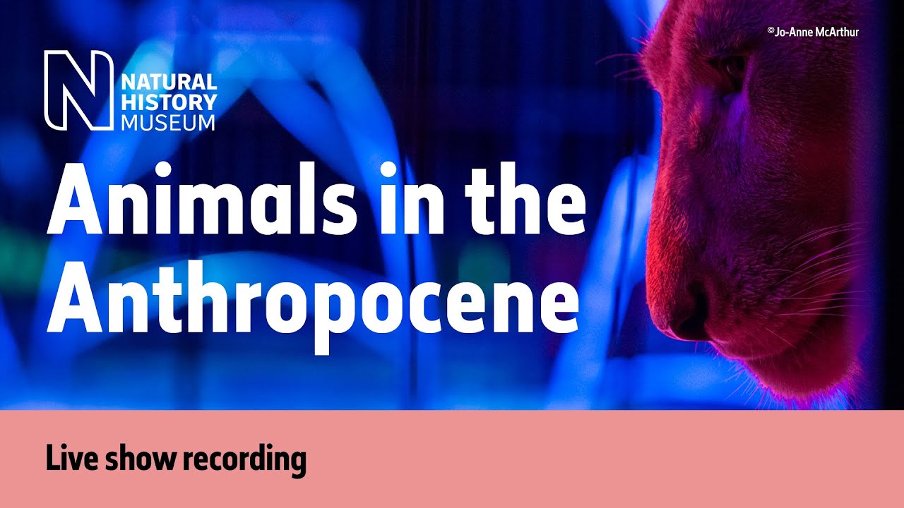 Animals in the Anthropocene | Our Broken Planet - YouTube