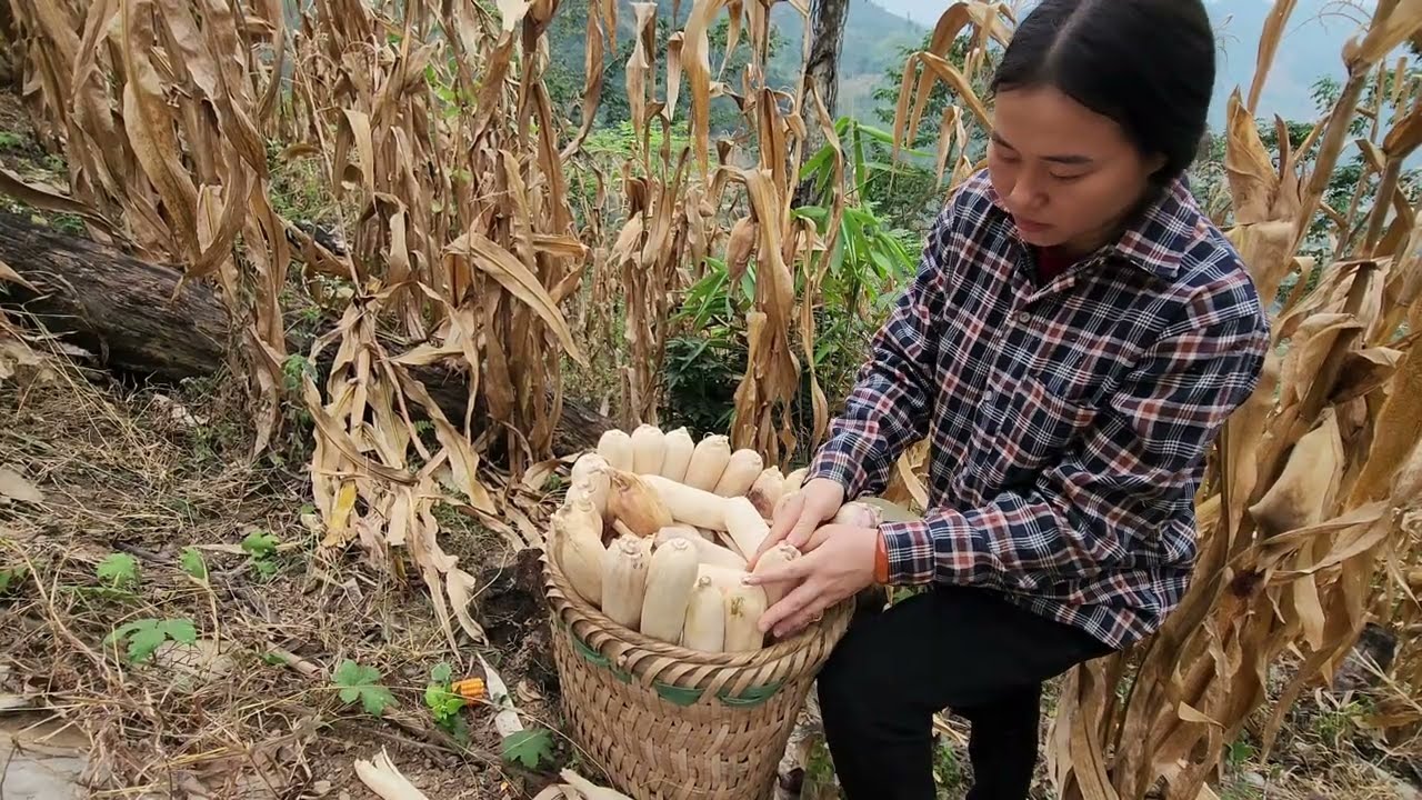 Single mother collects corn, takes papayas to sell | Ly Hong Phi - YouTube