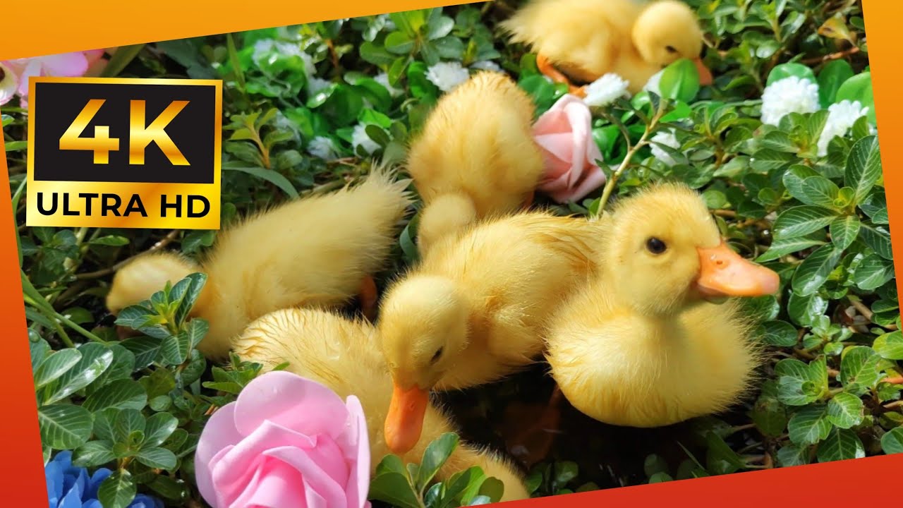 Adorable baby duck first time outside ~ 4K #adorableducklings # ...