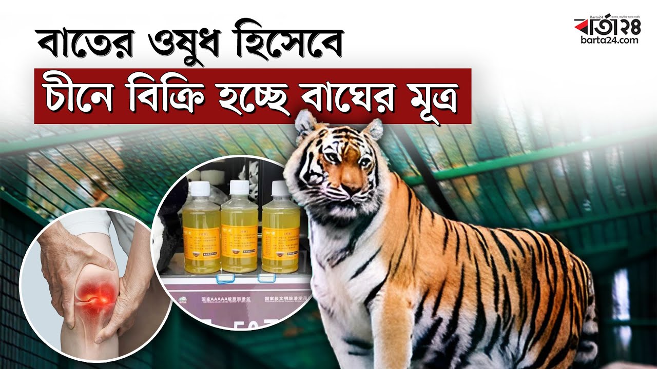 বাতের ওষুধ হিসেবে চীনে বিক্রি হচ্ছে বাঘের মূত্র | Tiger | Urine ...