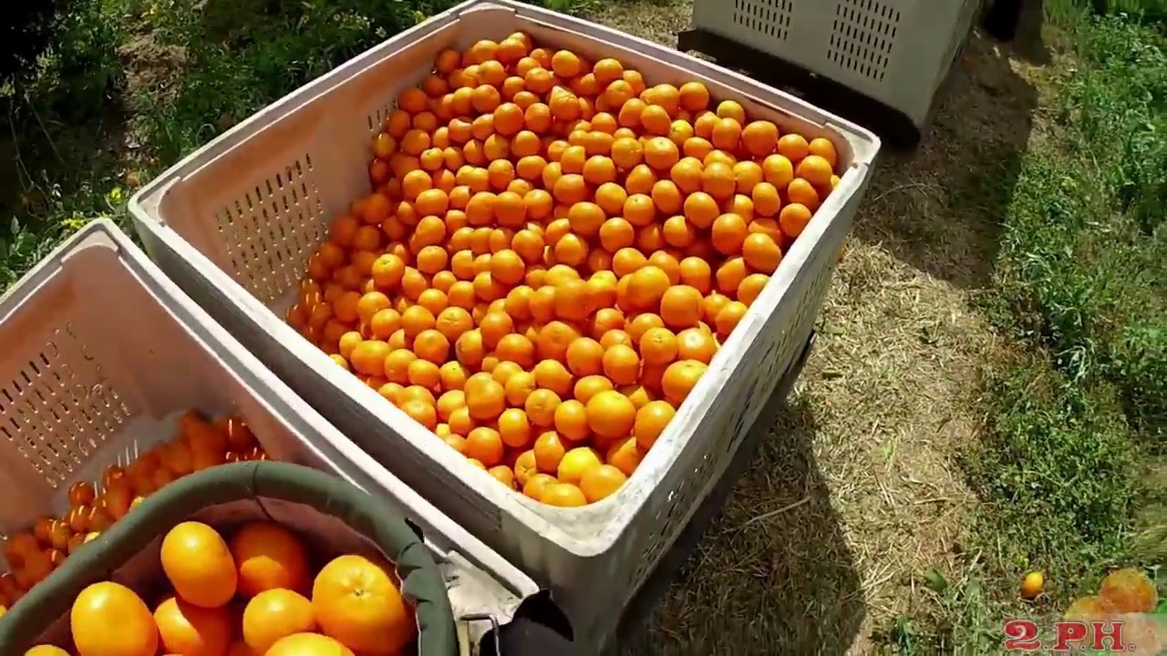 2PH Mandarins - YouTube