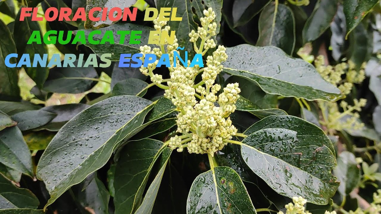 FLORACION del AGUACATE HASS en CANARIAS ESPAÑA 🥑UNA ETAPA IMPORTANTE 🥑 ...