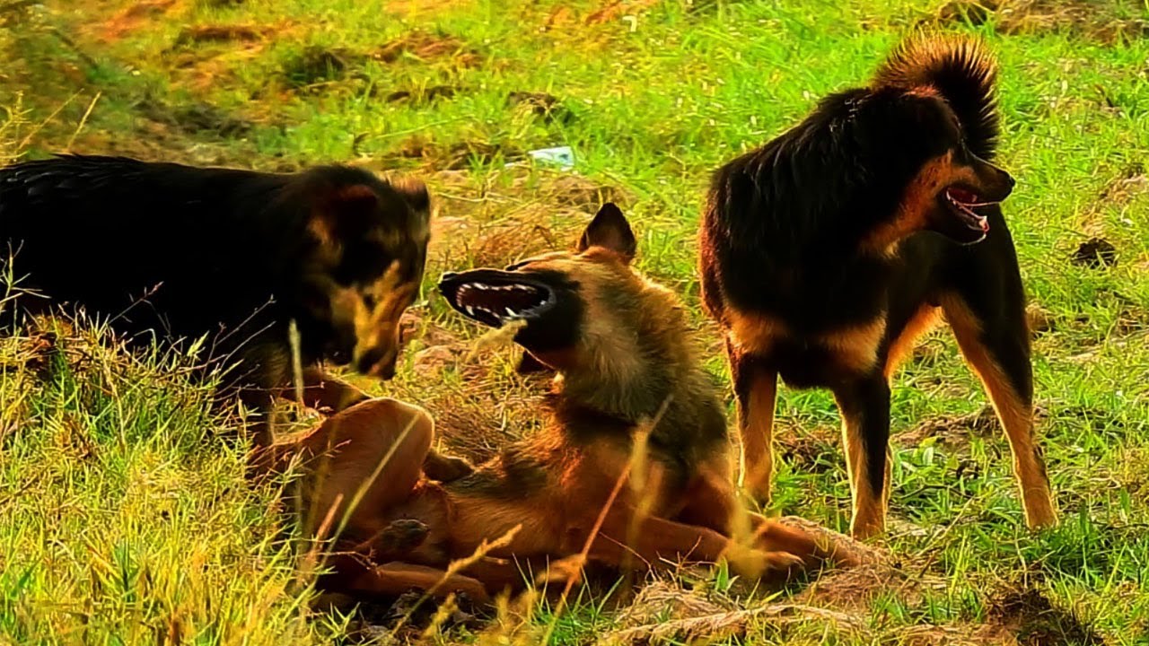 New Update what wrong to boy lucky looking very sad sister give big ...