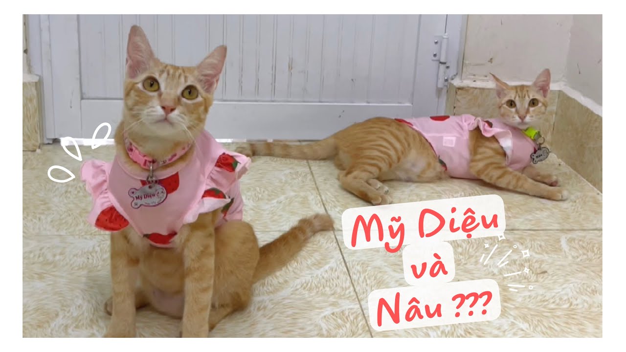 Cách phân biệt Nâu và Mỹ Diệu 😆 - YouTube