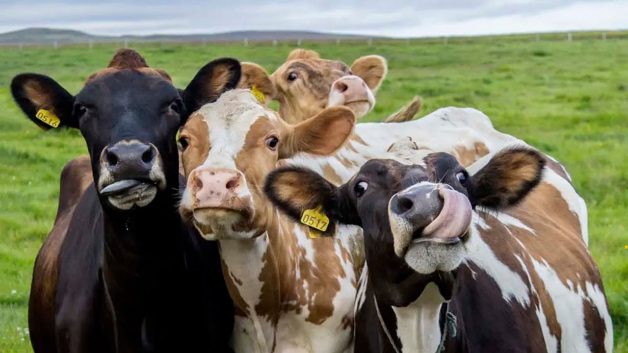 Vaca Mugindo | Berro Da Vaca | Barulho Da Vaca | Som Da Vaca | Som Da ...