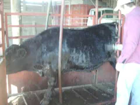 Washing a Show Steer - YouTube