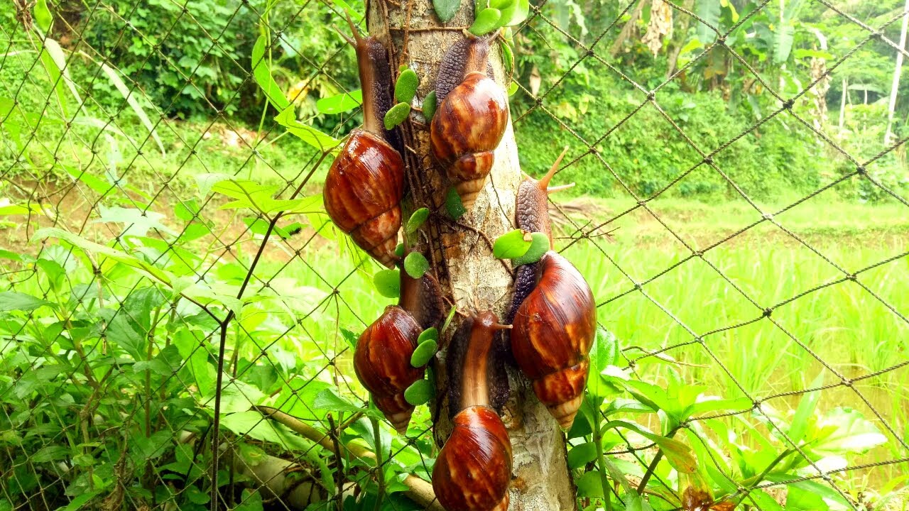 Berburu Siput, Keong Emas, Siput Pelangi, Bekicot Albino, Kelomang ...