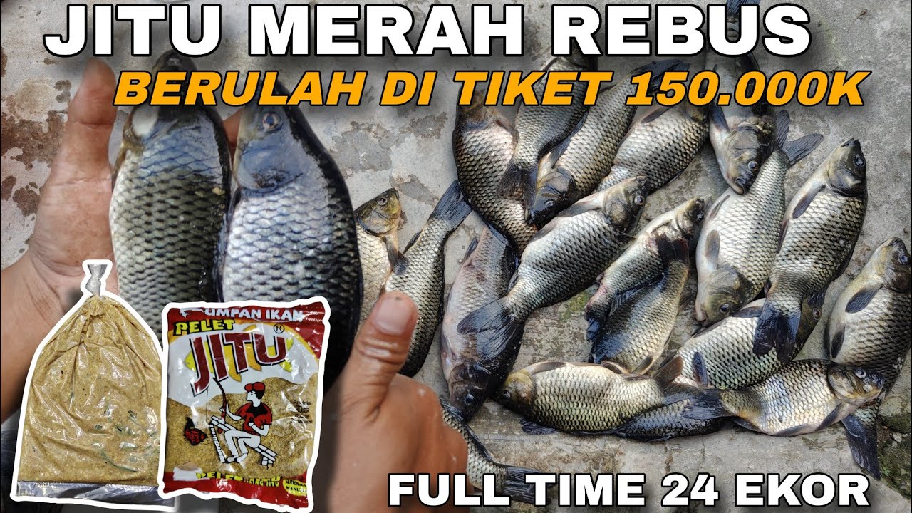 GAK ADA LAWAN ...‼️ JITU MERAH REBUS SELALU BIKIN ULAH DI HARIAN MAUPUN ...