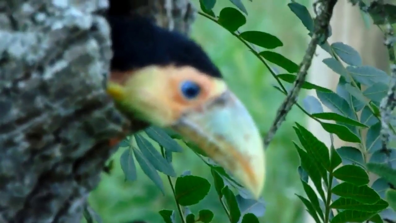 Tucano tratando o filhotinho no ninho - YouTube