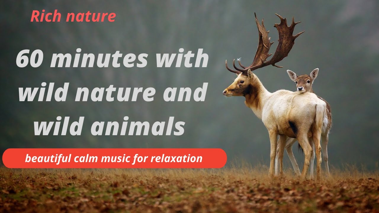 60 minutes with wild nature and wild animals | beautiful calm music for ...