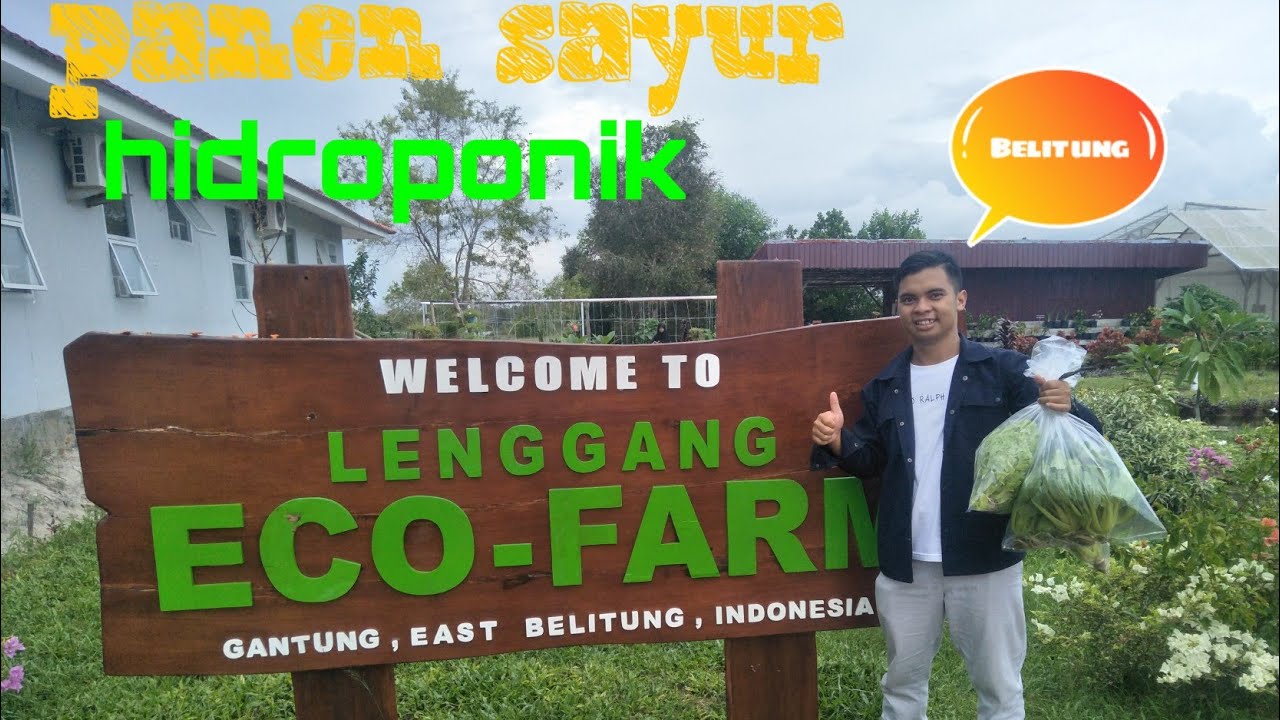 Panen sayur hidroponik di lenggang ECO-FARM - YouTube