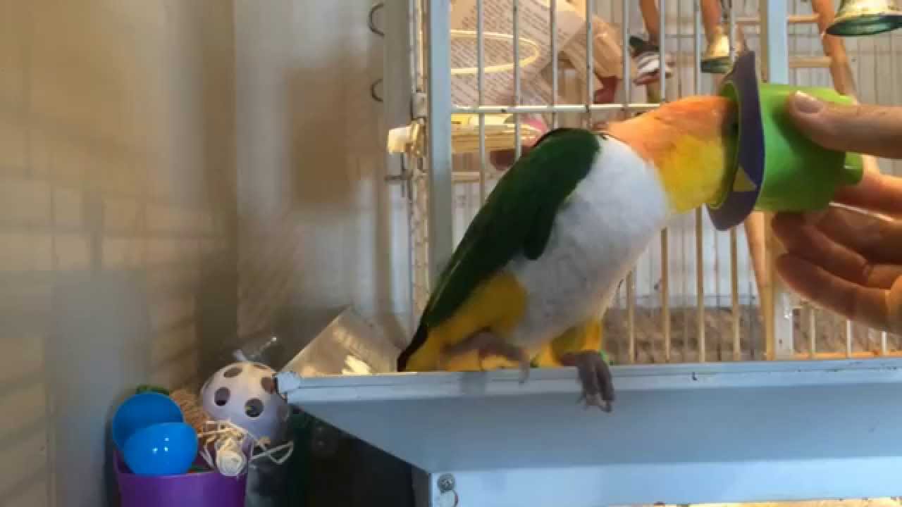 Bird Training: Prep for Anesthesia Mask - YouTube