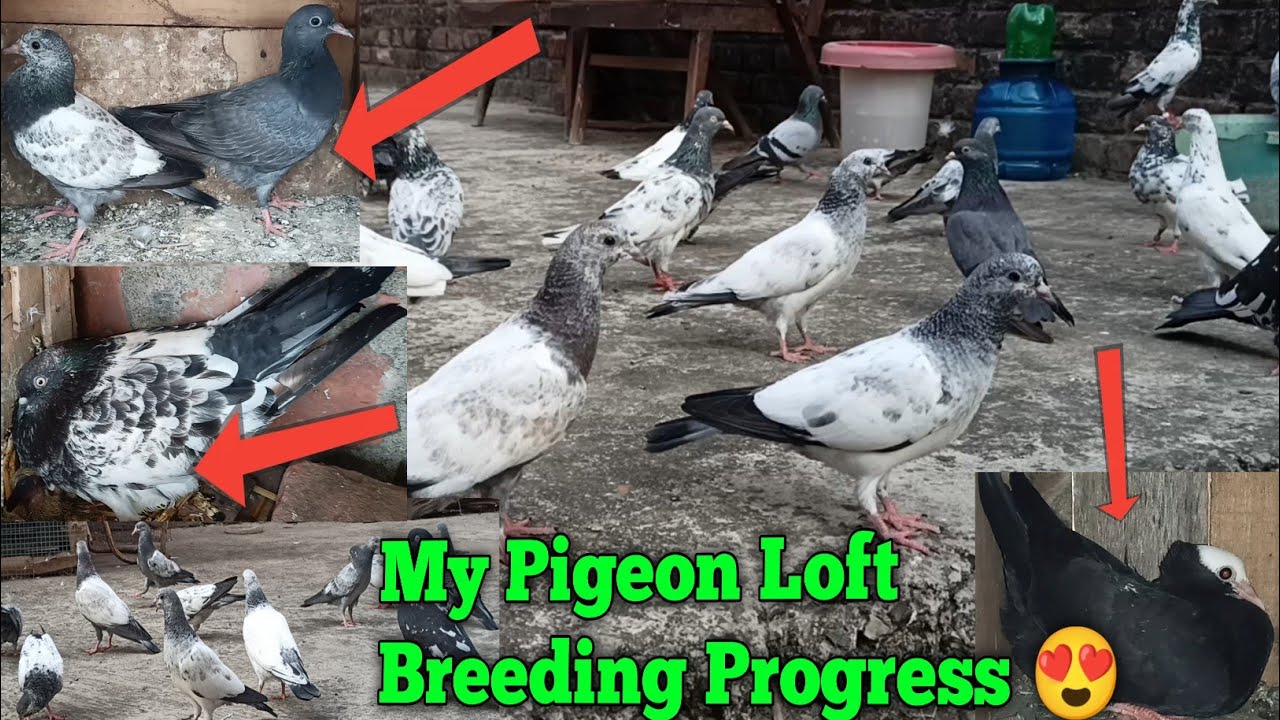 My Pigeon Loft Breeding Progress 😍 #phulwarisharifpigeon - YouTube