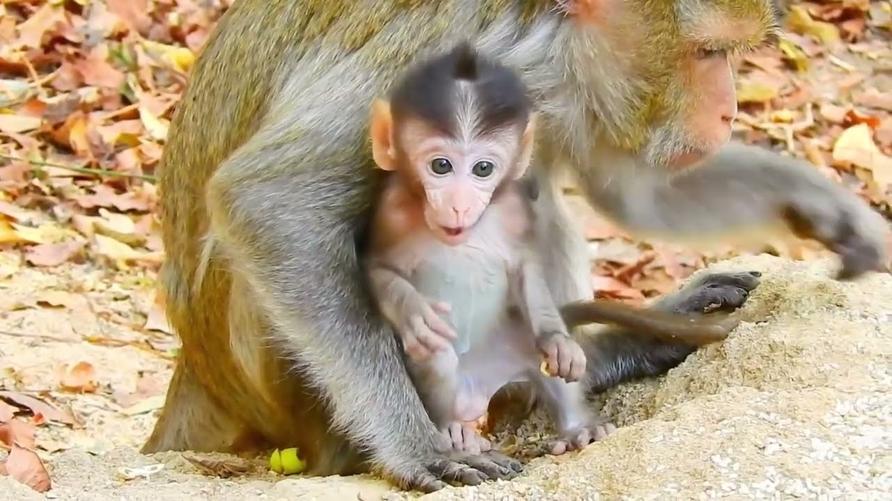 Cute Monkey Evolution: From Baby to Toddler - YouTube