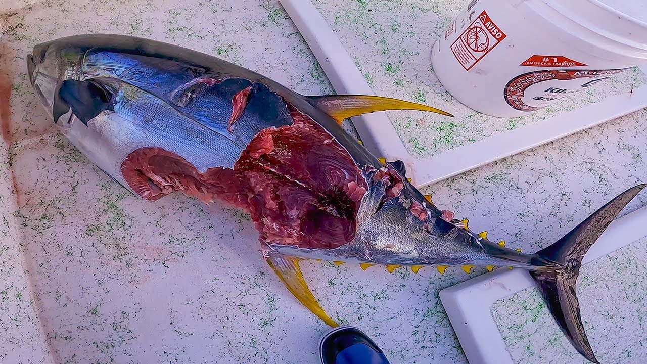 Shark Attack while FIshing Solo 30 miles Offshore - YouTube