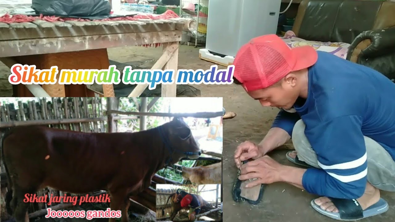 cara buat sikat untuk sapi - YouTube