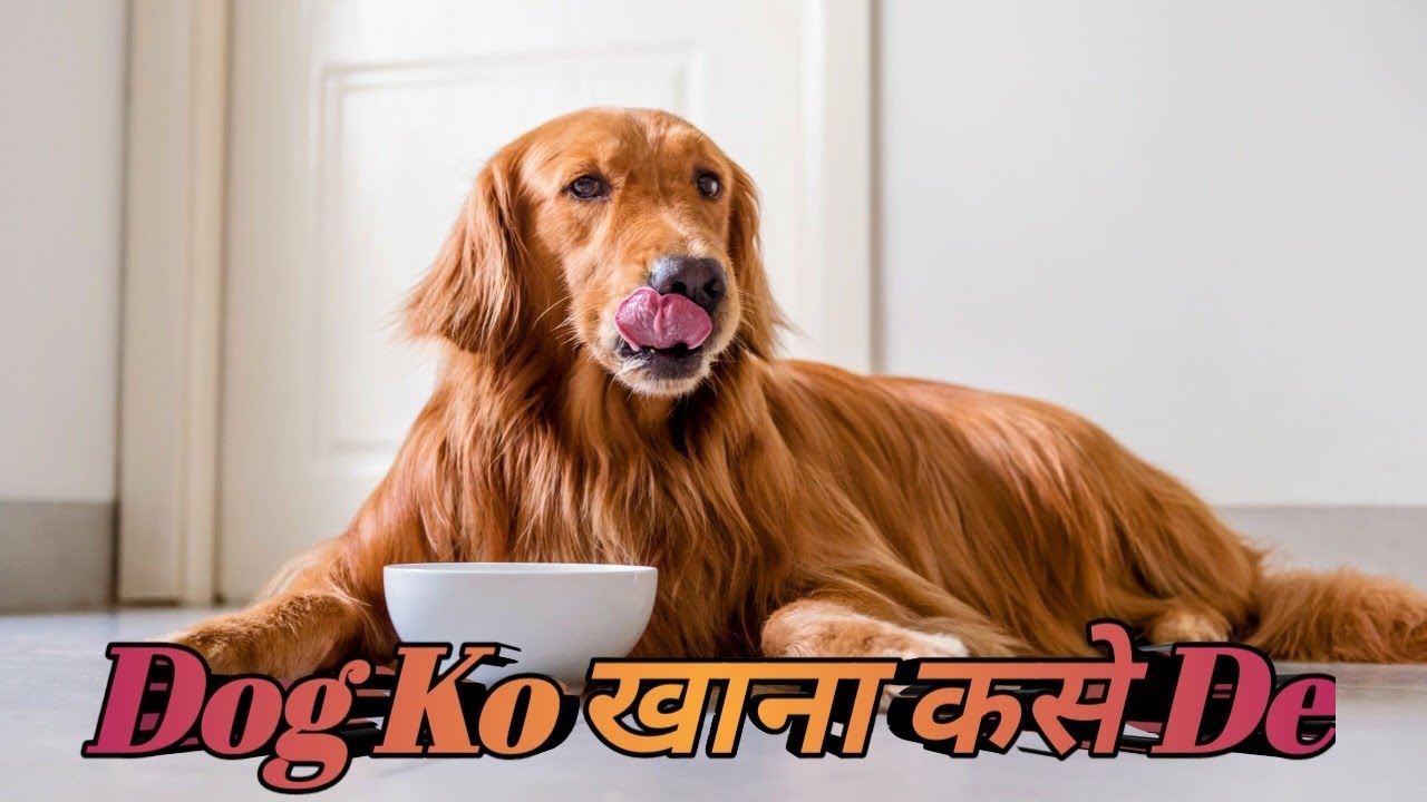 Dog ko Diet Kase De ll dog को खाना कसे दे - YouTube