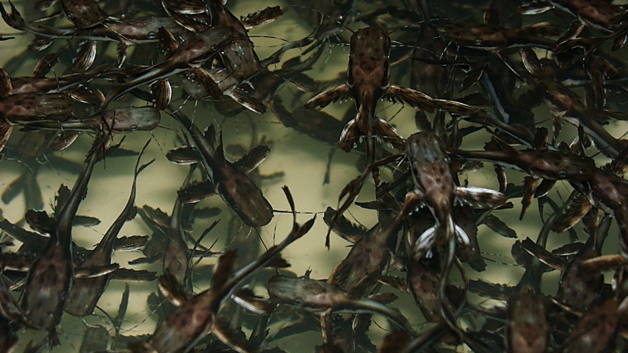 Curso Criação Comercial de Surubim - Obtenção de Alevinos de Surubim ...