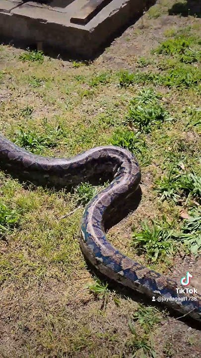 huge reticulated python - YouTube