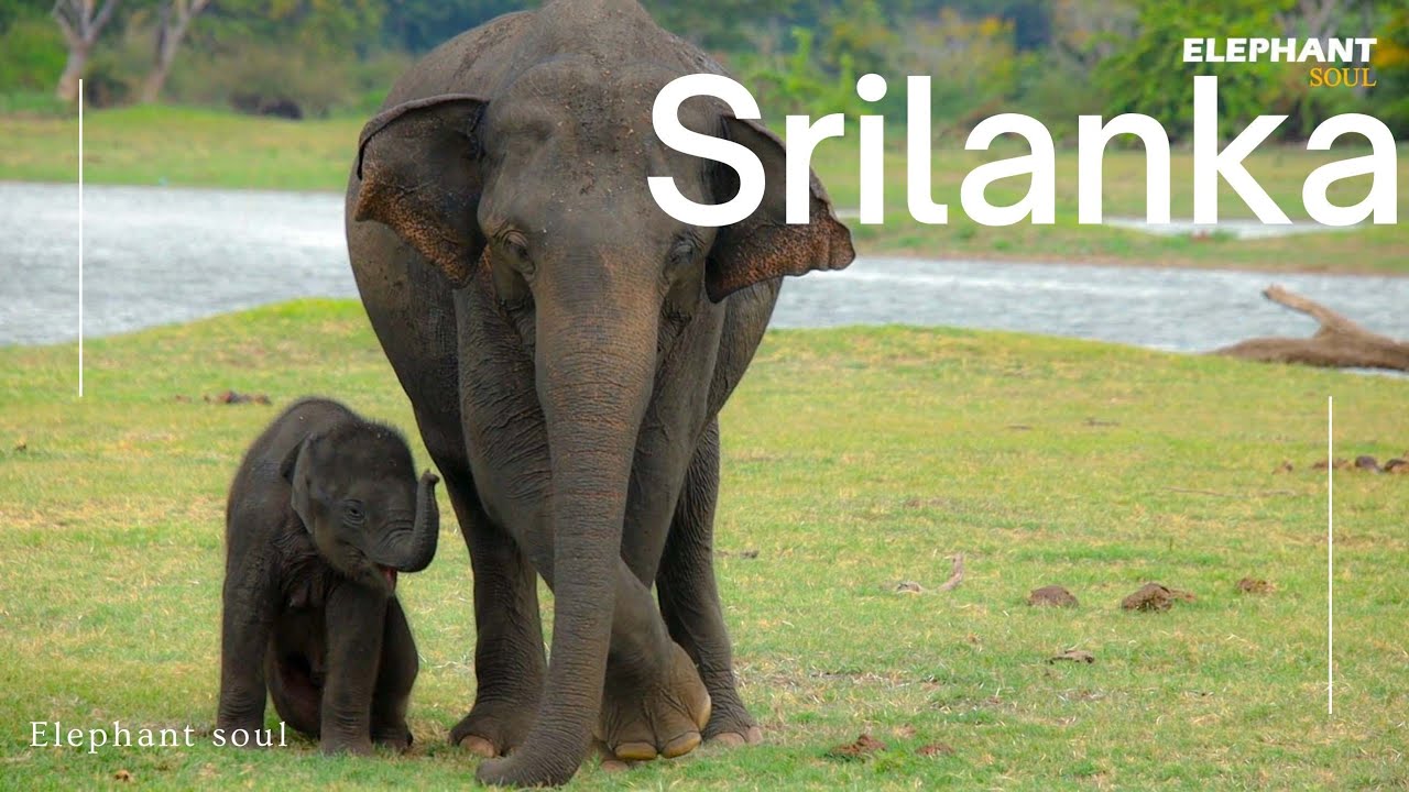 Most Funny and Cute Baby Elephant Videos Compilation #elephant #baby ...