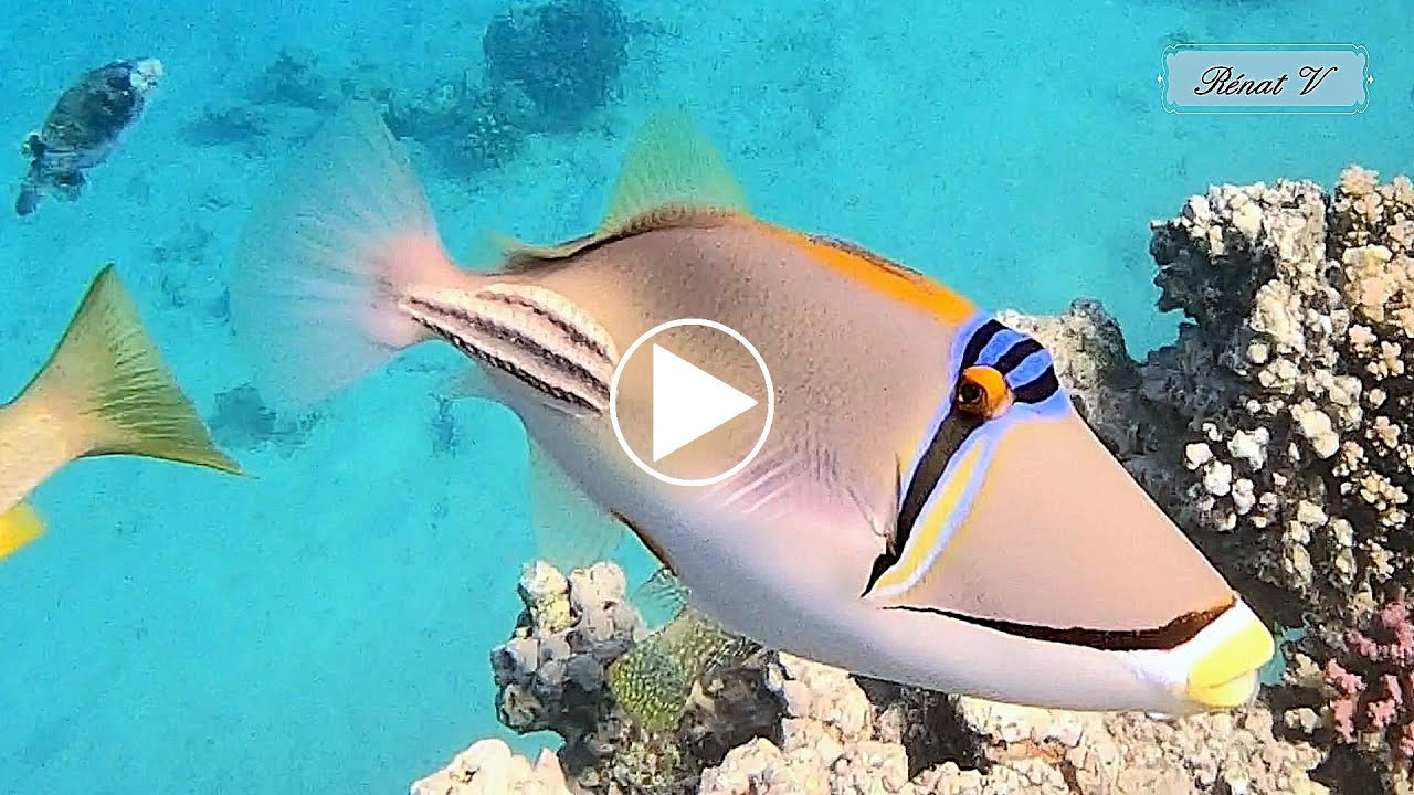 Fish Identification Picasso Triggerfish (Rhinecanthus assasi) - YouTube