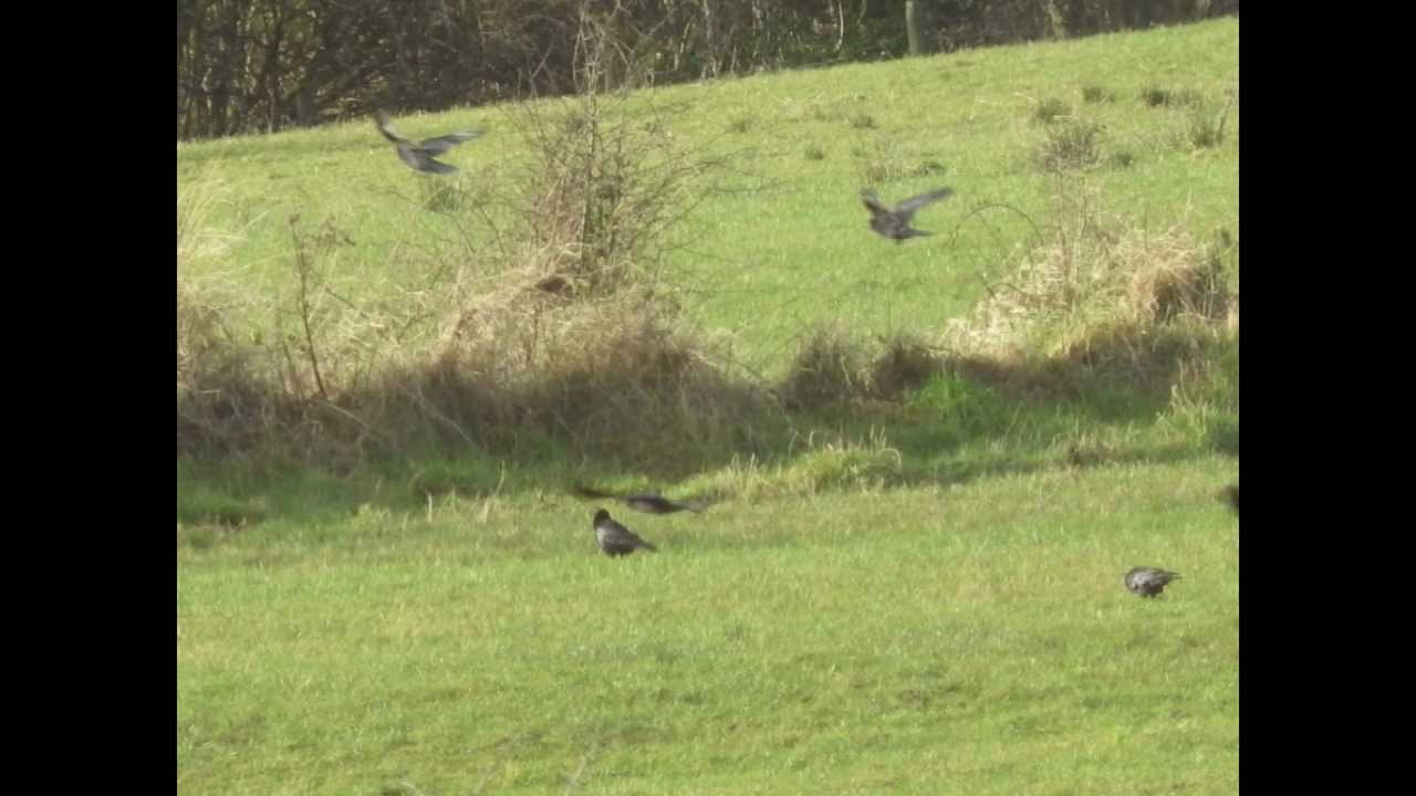 Bird Entities Galore - Video directed to Joe Bloggs and Bap ...