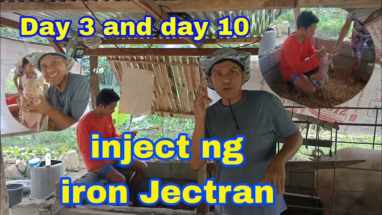 Day 3 and Day 10 Inject na ng Iron Jectran sa ating piglets. - YouTube