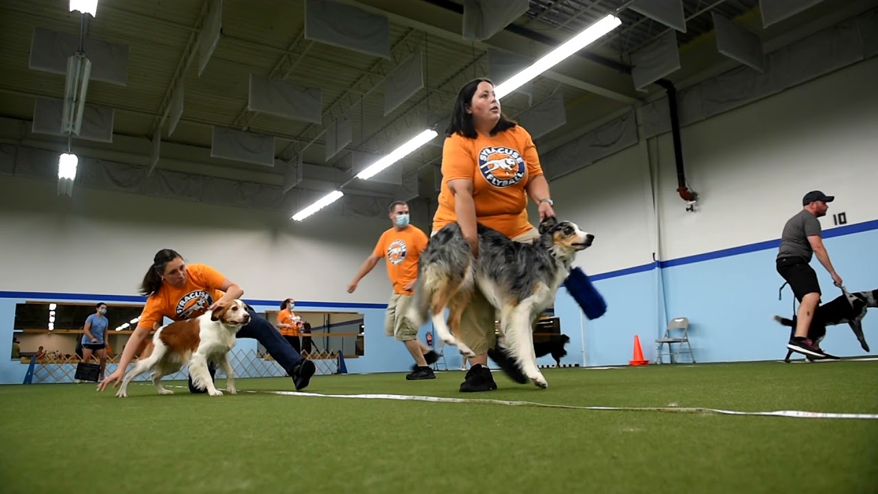 Flyball, ever heard of it? Fast, fun, fur-flying action for owners and ...